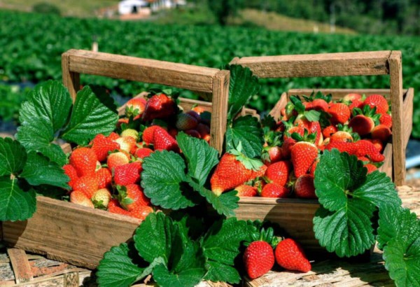 Festa do Morango de Atibaia e Jarinu chega à 41ª edição | Qual Viagem